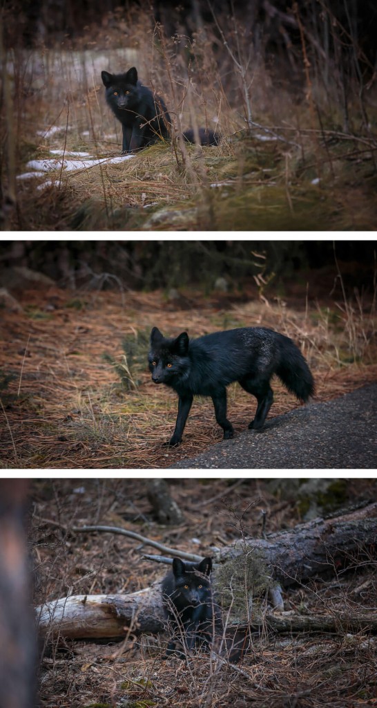 Black Foxes In 45 Pictures Showing The Beauty Is Hidden In Their Fur