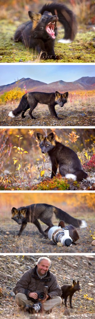 Black Foxes In 45 Pictures Showing The Beauty Is Hidden In Their Fur