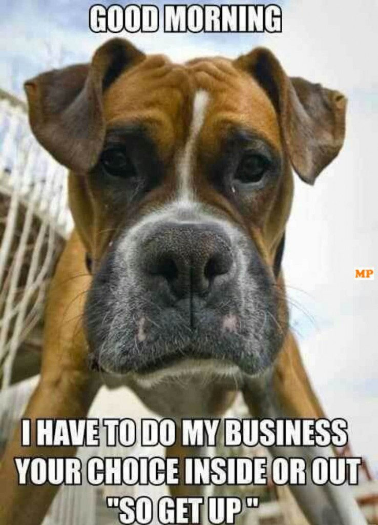 30 Good Morning Meme Pictures That Will Definitely Make Your Day Better