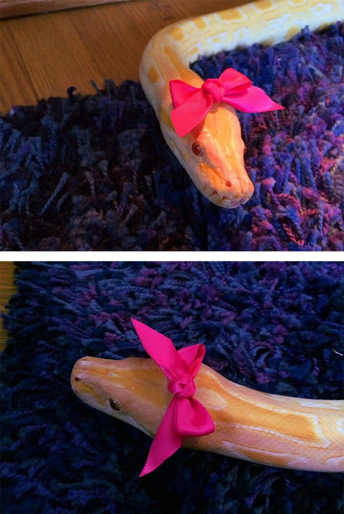 42 Snakes With Hats That Are So Cute It's Getting Really Ridiculous