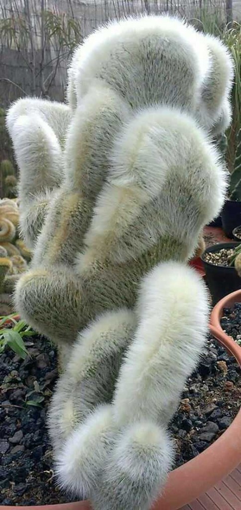 These 17 Unusual Plants Just Prove Nature Can Be Weird Sometimes
