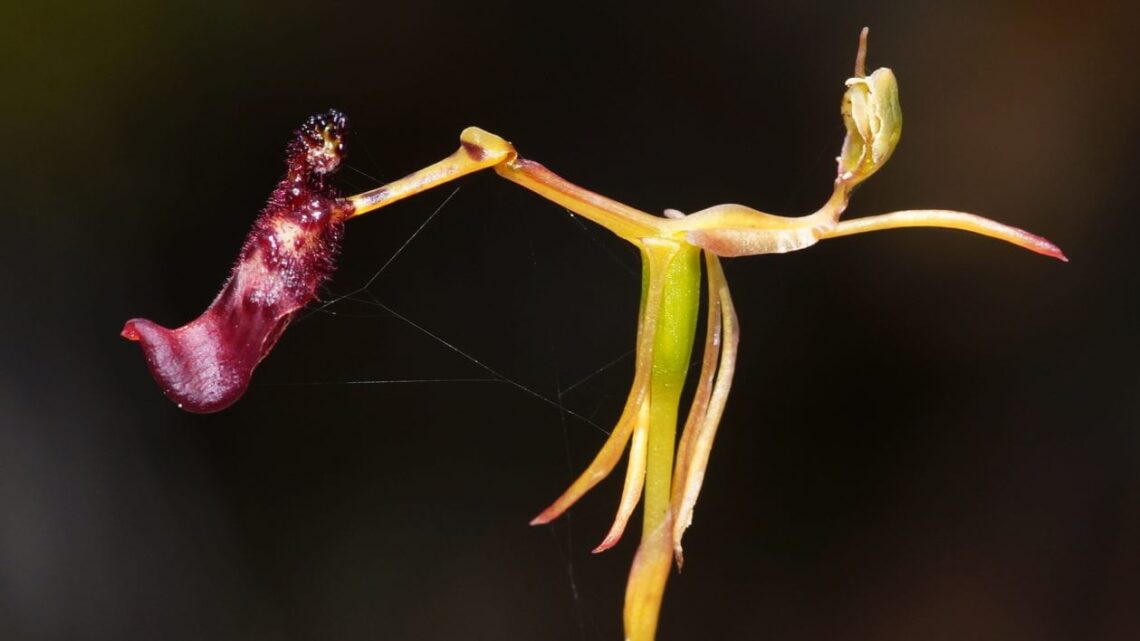 These 17 Unusual Plants Just Prove Nature Can Be Weird Sometimes