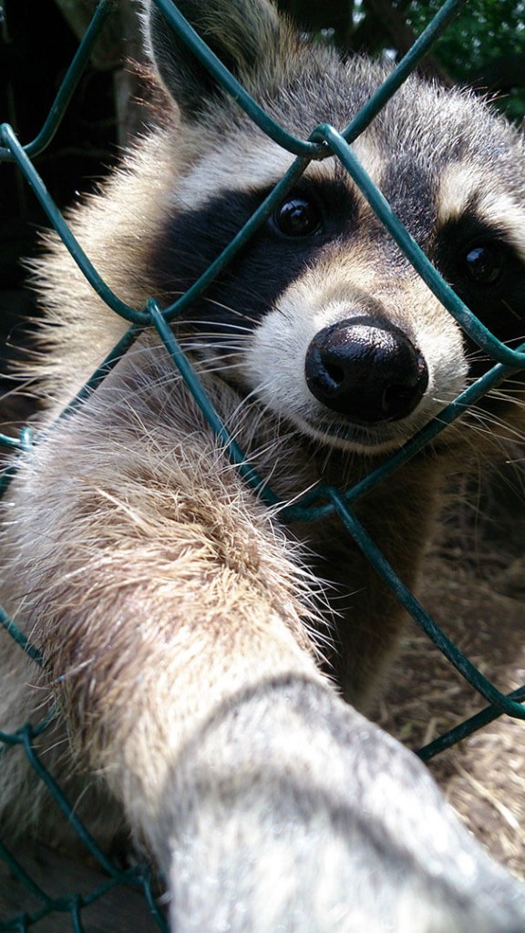 The 59 Greatest animal selfies Of All Time. Period