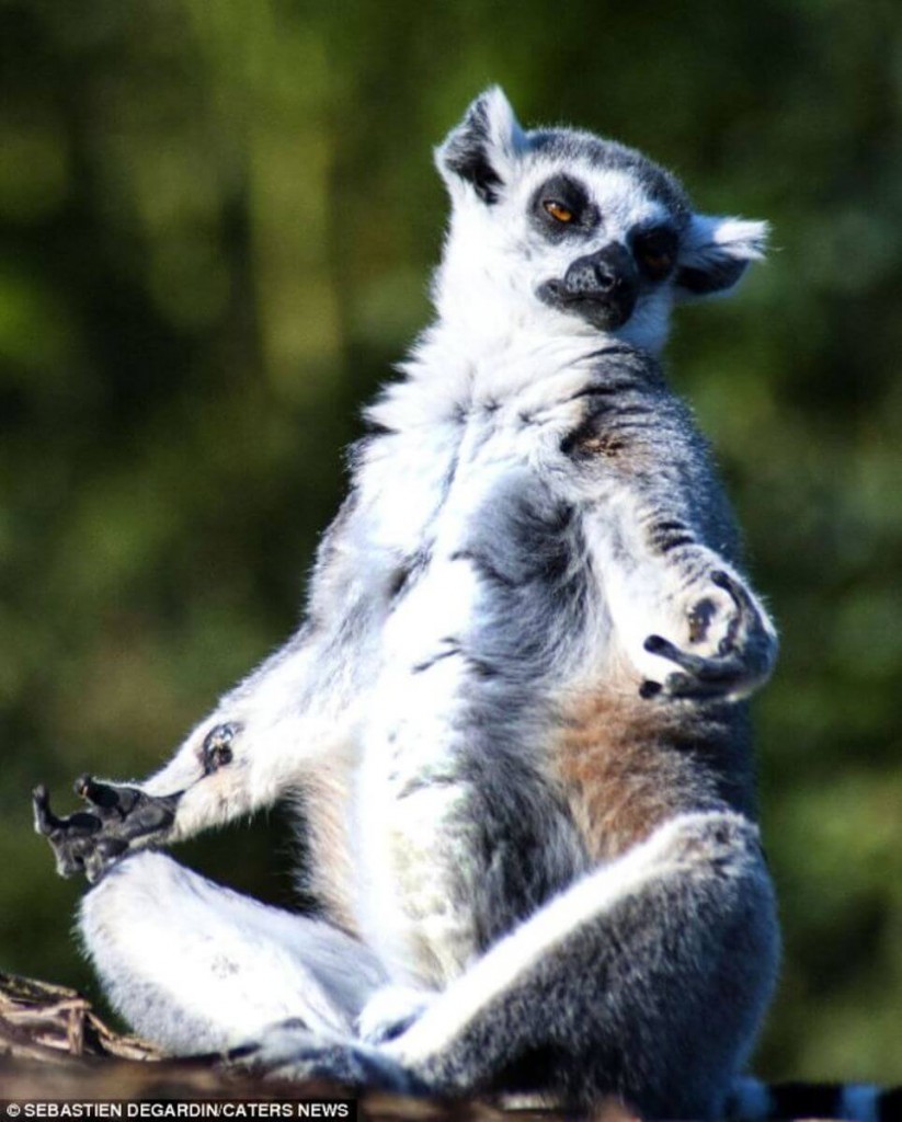 16 Pictures Of Chill Animals That Are So Cool I'm Catching a Cold