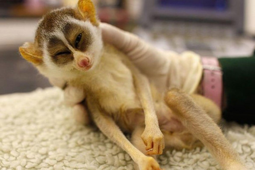 16 Pictures Of Chill Animals That Are So Cool I'm Catching a Cold