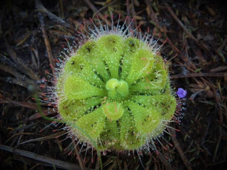 These 17 Unusual Plants Just Prove Nature Can Be Weird Sometimes