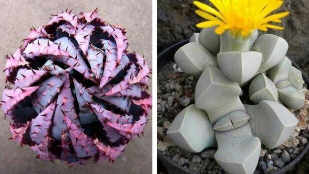 These 17 Unusual Plants Just Prove Nature Can Be Weird Sometimes