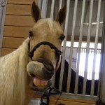 18 Pictures Of Smiling Horses That Are So Happy My Computer Is Laughing Too