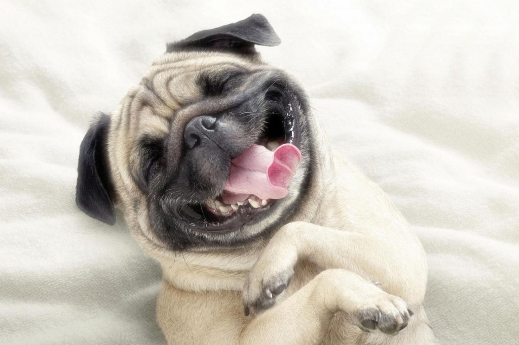 25 Pictures Of Super Happy Dogs That Will Make Your Day Super Better