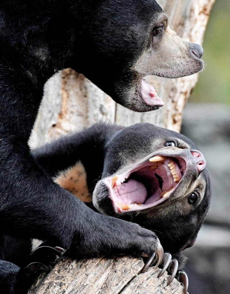 29 Stunning Animal Images To Put Some Wow In Your Day