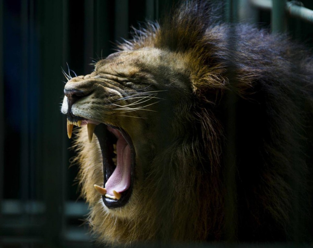 29 Stunning Animal Images To Put Some Wow In Your Day