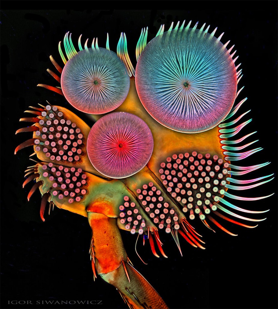 Igor Siwanowicz Laser Scanning Microscope Insect Photos Reveal Their ...