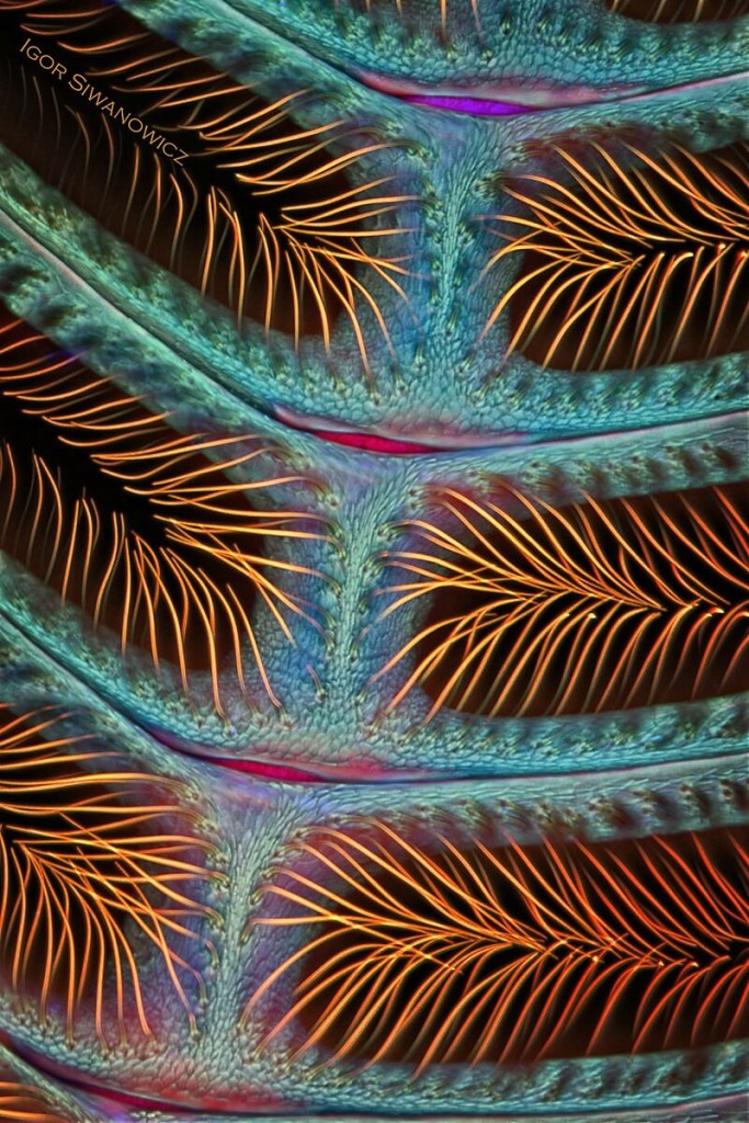 Igor Siwanowicz Laser Scanning Microscope Insect Photos Reveal Their ...