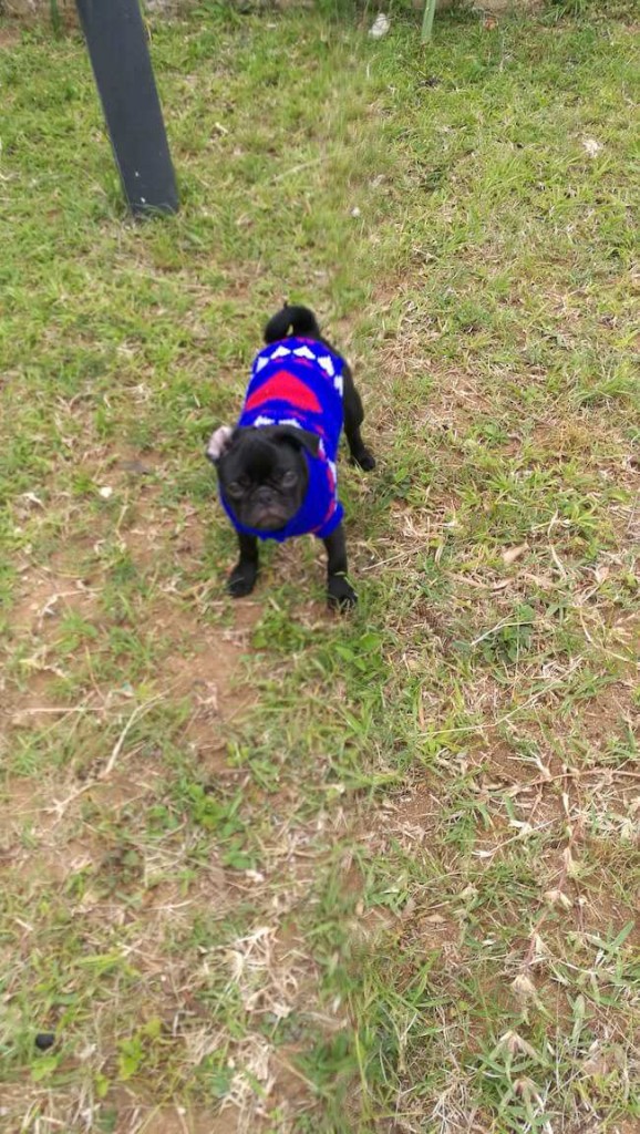 18 Dogs In Sweaters That Look So Cute My Day Just Got Way Better