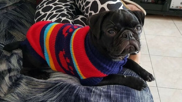 Animals - Animal Stories, Adorable Pet Pictures And More