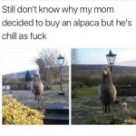 38 Alpaca Memes That Will Either Be The Funniest Or Weirdest Thing You ...