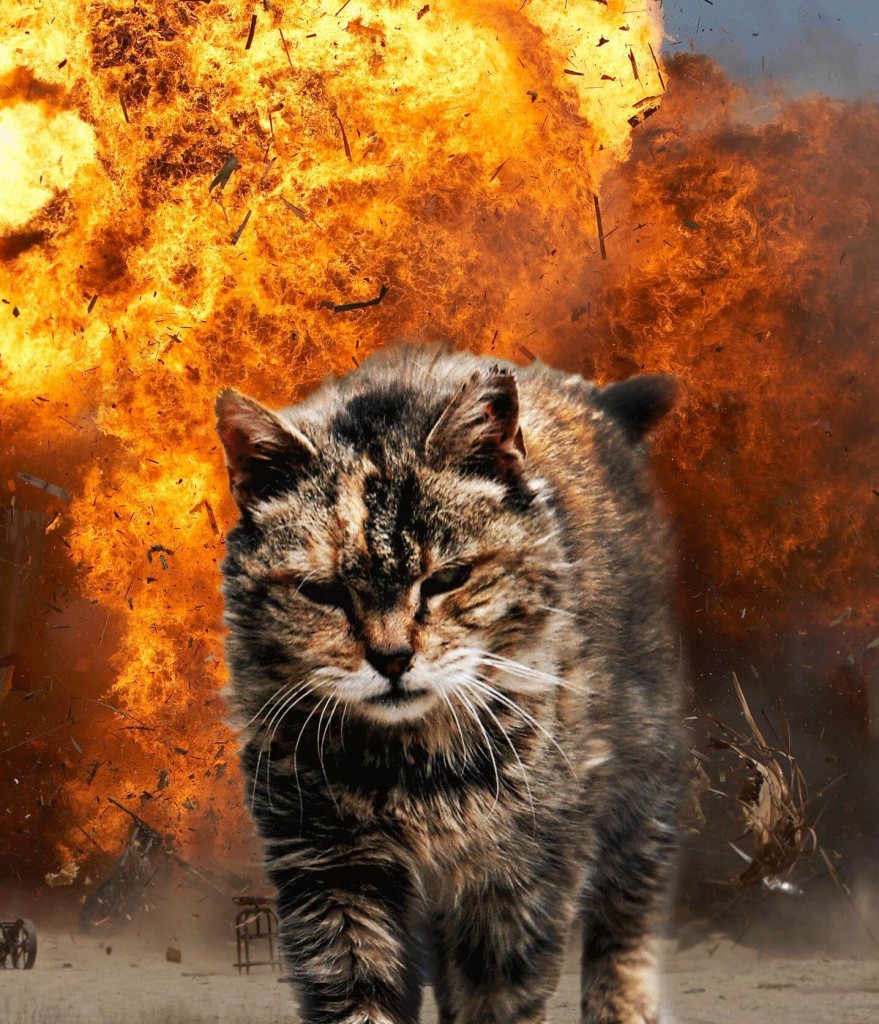 20 Cats Walking Away From Explosions As a Parody To Cool Guys Don't ...