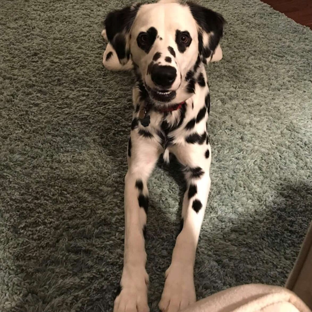 Meet Charlie The Dalmatian And His Heart Shaped Eyes That Will ...