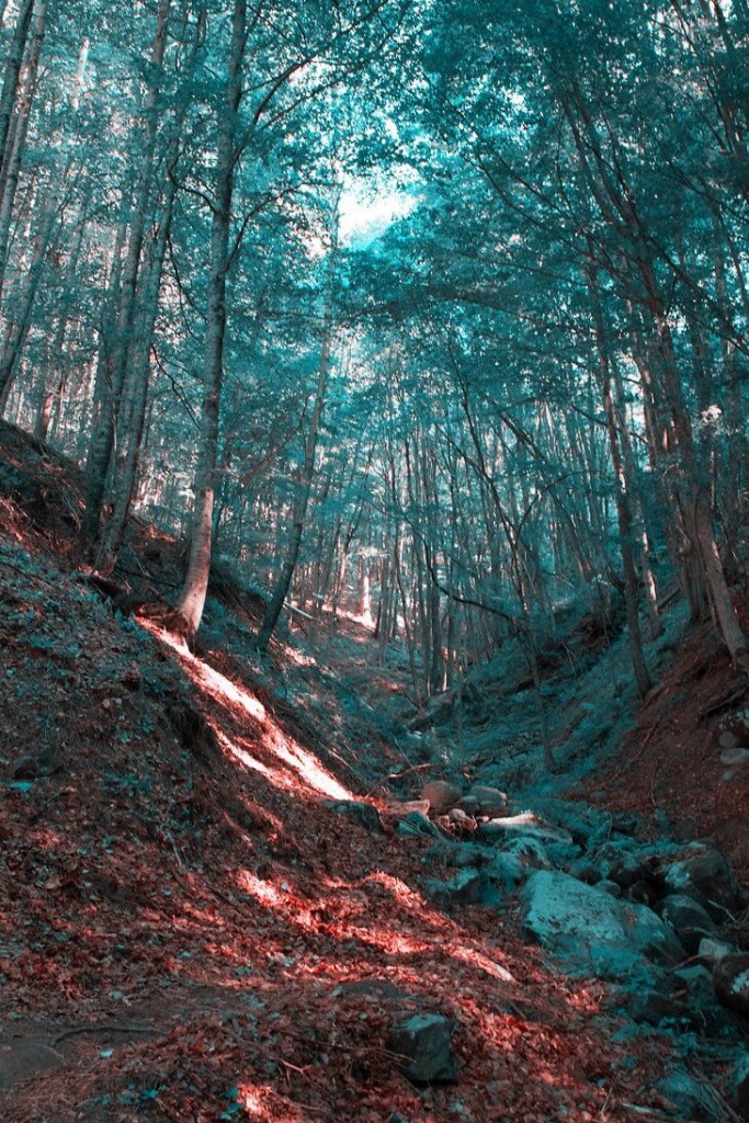 How People With Tritanopia Color Blindness See The World