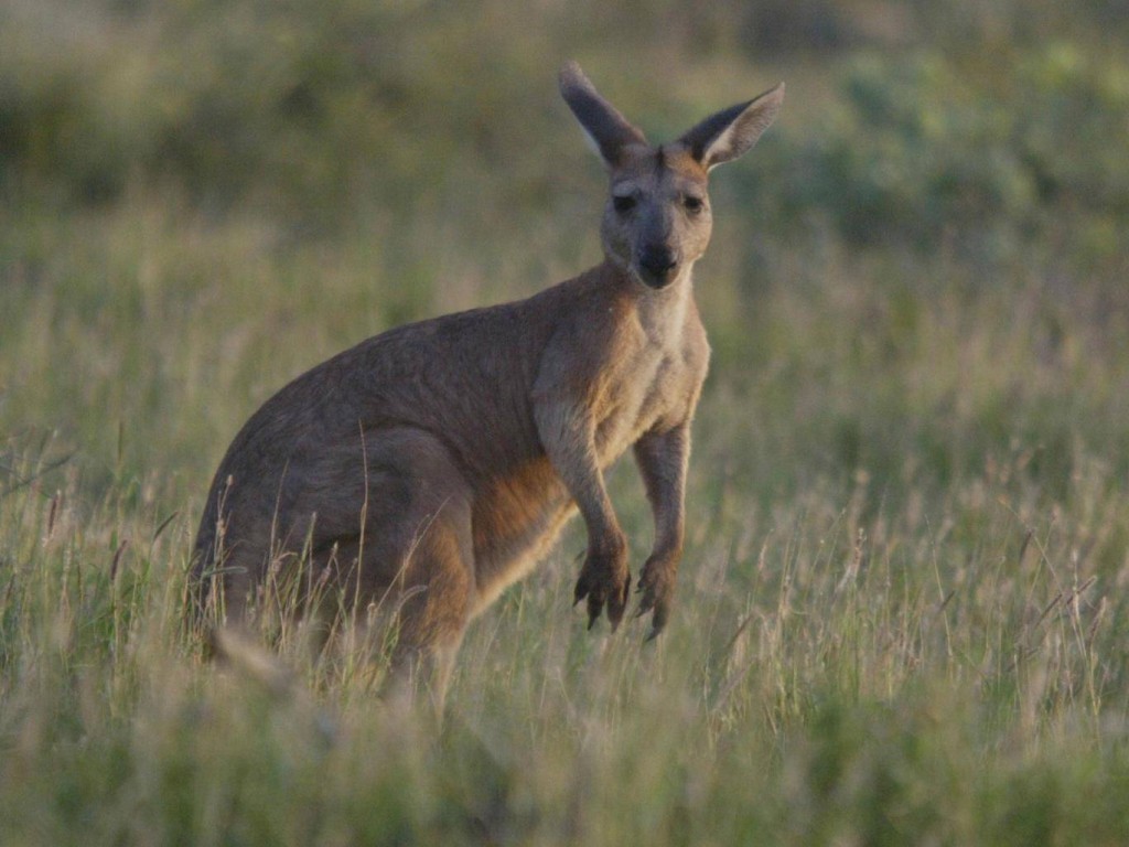 Did You Know There Are Almost Twice As Much Kangaroos In Australia Than ...