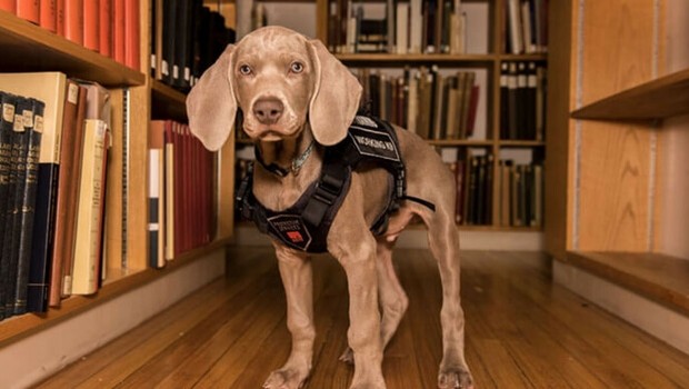 Puppy Riley Hired By Museum Of Fine Arts In Boston To Protect Art And ...