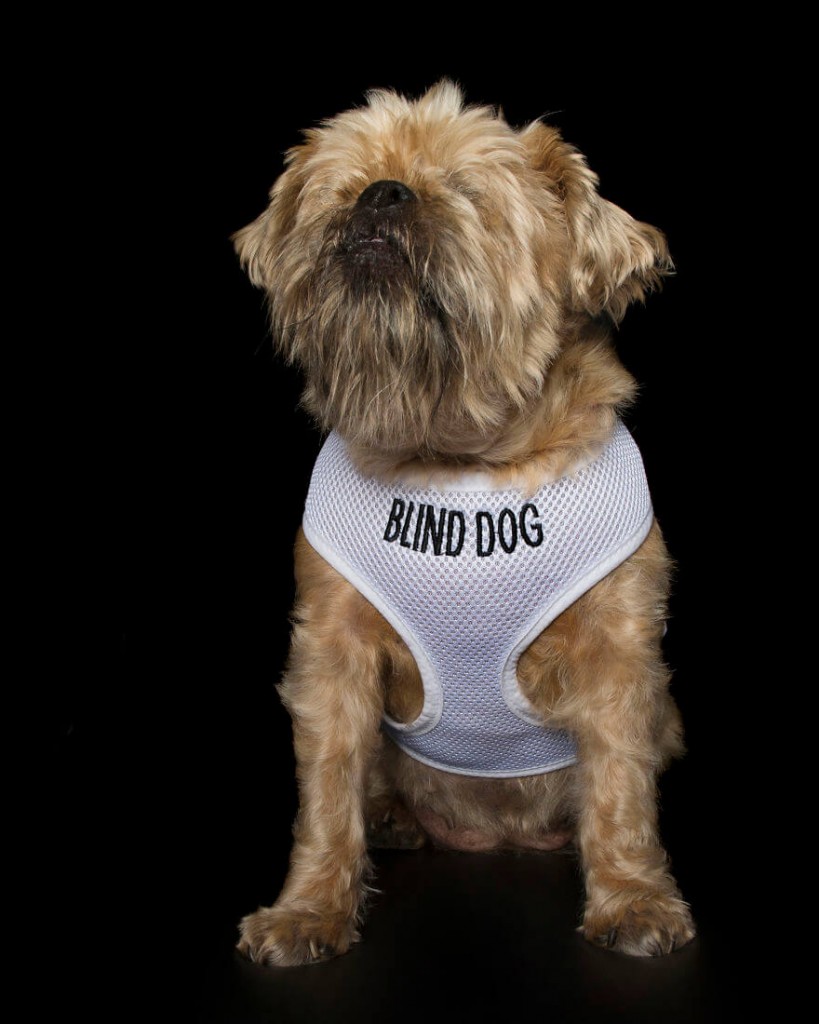 Today's Inspiration: Animals With Disabilities And a Big, Courageous ...