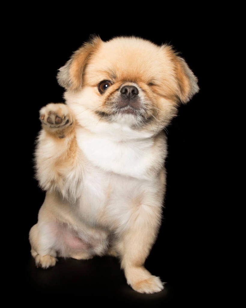 Today's Inspiration: Animals With Disabilities And a Big, Courageous ...