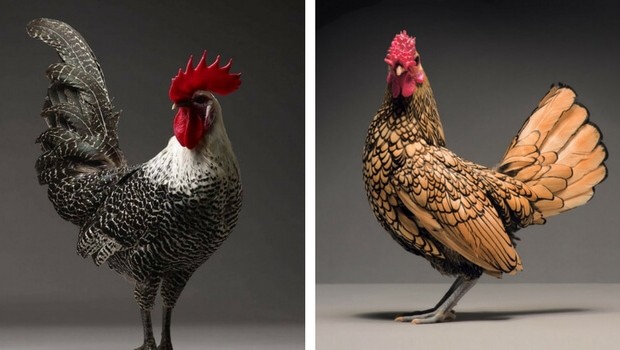 Beware! Hot Chicks on The Horizon. Stunning Chicken Portraits by Moreno ...