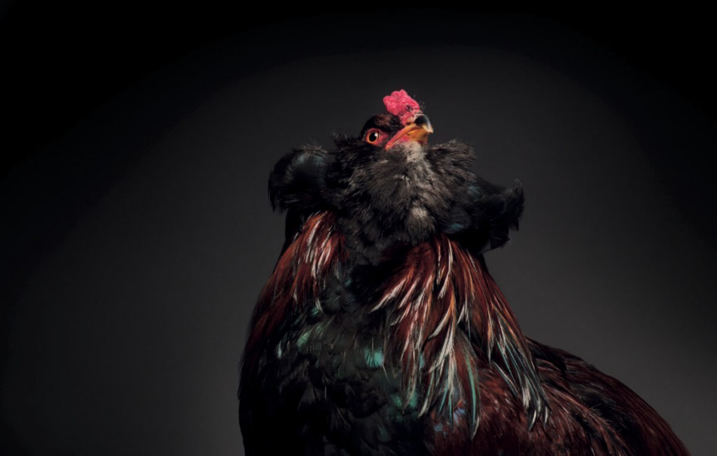 Beware! Hot Chicks on The Horizon. Stunning Chicken Portraits by Moreno ...