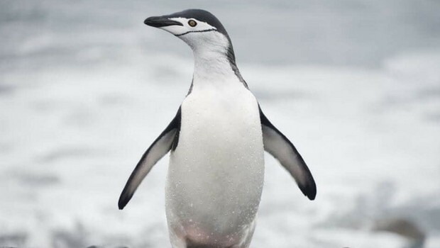 Stunning Photos of Penguins By Japanese Photographer ATOM Show The ...