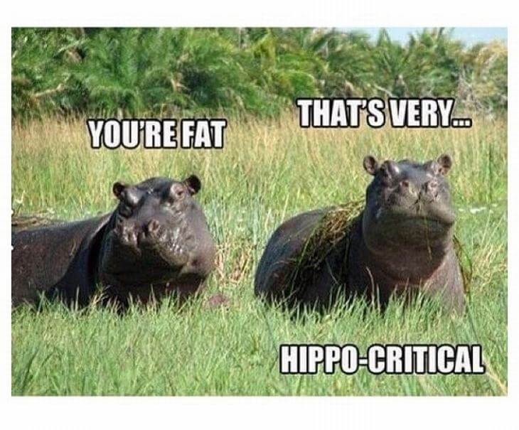31 Funny Animal Puns That Could Koalafy For Best Humour