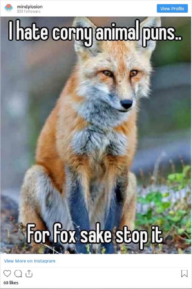 31 Funny Animal Puns That Could Koalafy For Best Humour