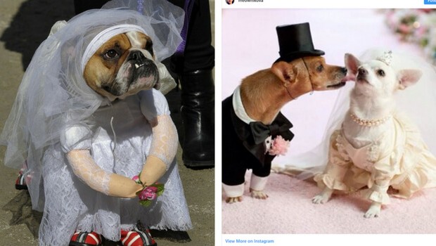 28 Times Animals' Wedding Looked Better Than Yours