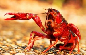 29 Red Animals That Are Too Beautiful To Describe