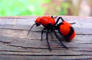 29 Red Animals That Are Too Beautiful To Describe