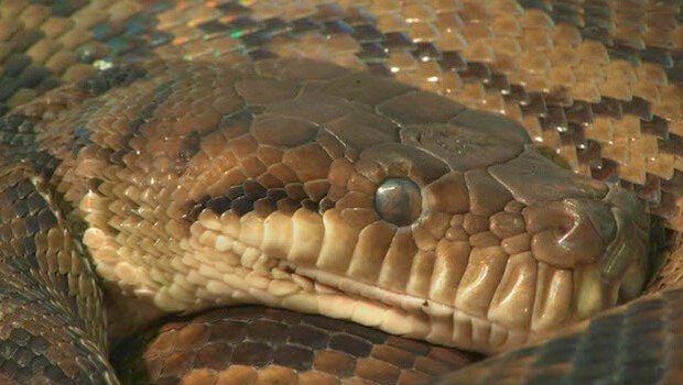 How Do Snakes Sleep With No Eyelids? We Have Answers