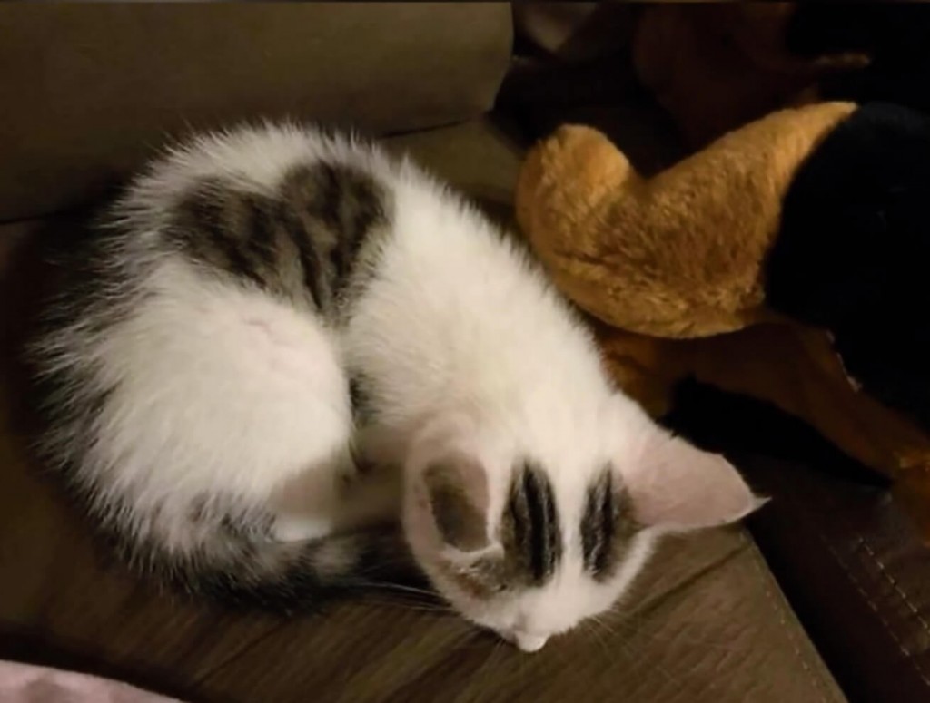 27 Unique Cat Markings That Look So Good You Think They're Fake