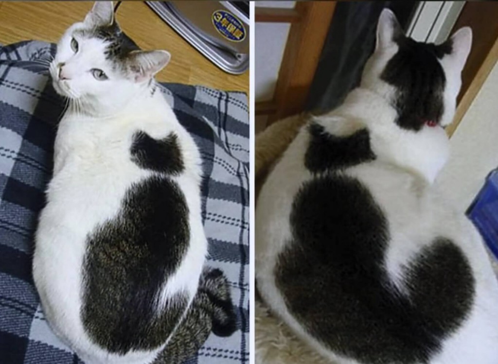27 Unique Cat Markings That Look So Good You Think They're Fake