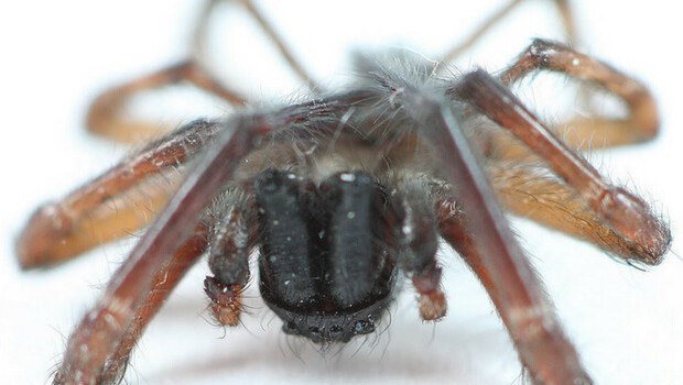 Why Do Spiders Curl Up When They Die? The Full Answer