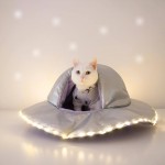 Meet Zappa. The Cat Cooler Than You And With a Wardrobe To Die For