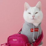 Meet Zappa. The Cat Cooler Than You And With a Wardrobe To Die For