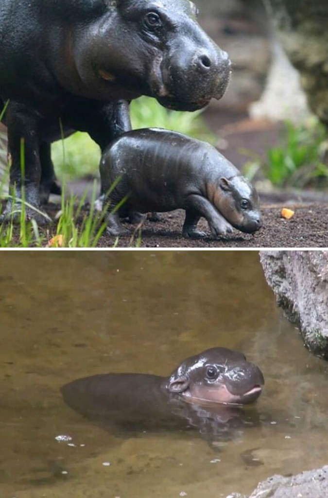 21 Baby Hippo Pictures That Will Make You Smile In Ways You Never Knew ...
