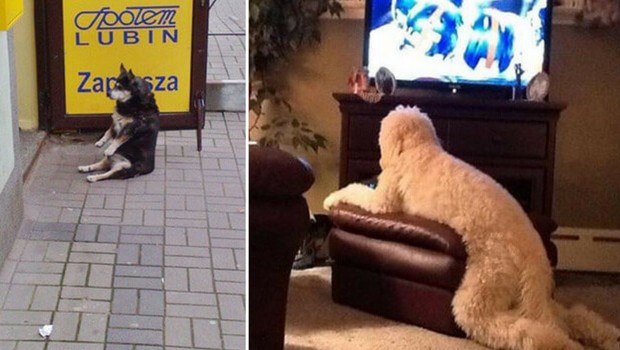 23 Dogs Sitting Like Humans To Make Us All Redundant