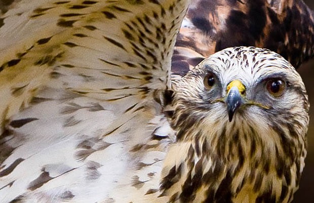 Do Hawks Hunt At Night? Learn About Hawks Hunting Habits