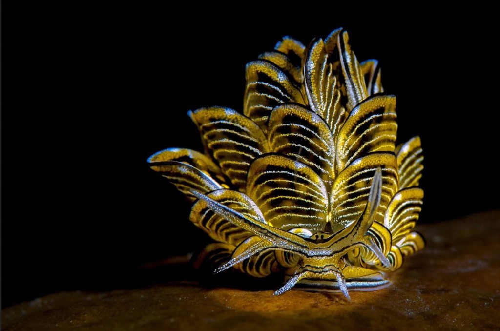 12 Photos of Majestic Marine Creatures