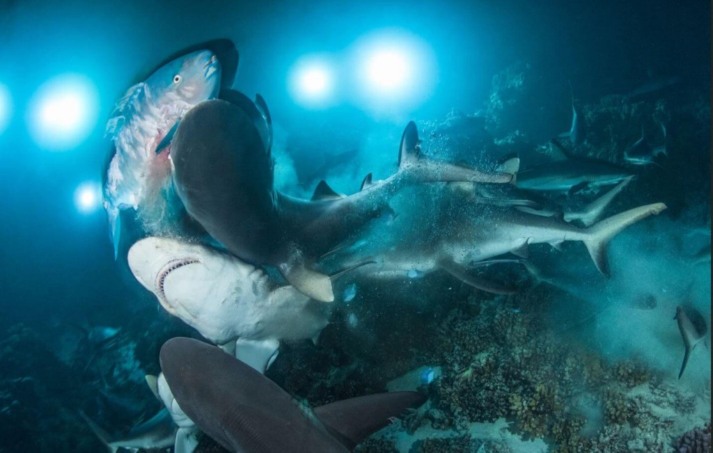 12 Photos of Majestic Marine Creatures