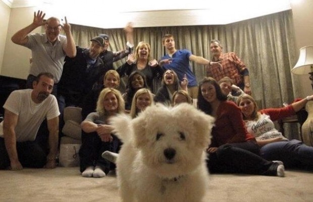 34 Funniest dog Photobombs on the planet