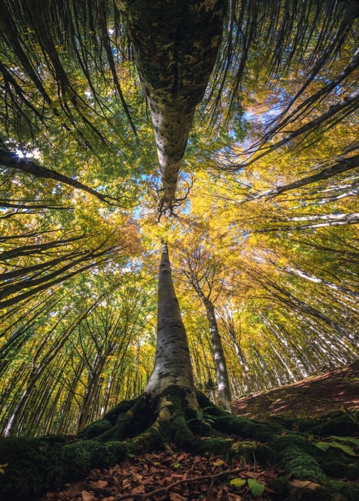 The beauty of the forest in 14 photographs that make you look up