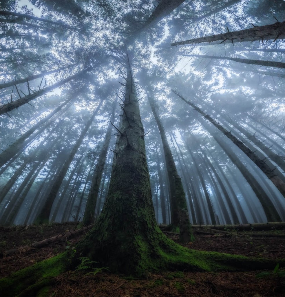 The beauty of the forest in 14 photographs that make you look up