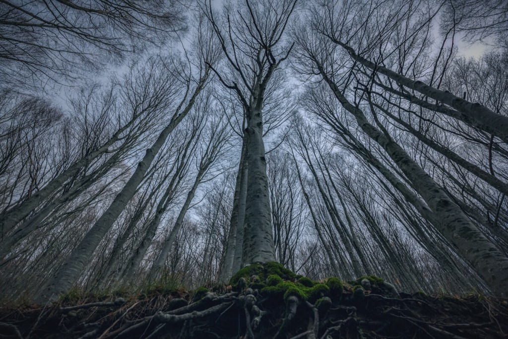 The beauty of the forest in 14 photographs that make you look up